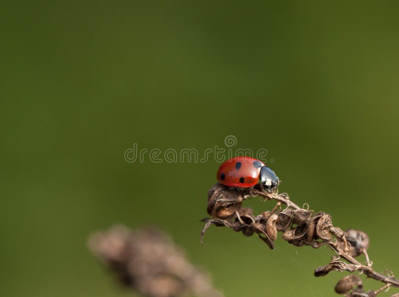 Ladybug on dry seeds stock photo. Image of macro, seeds - 76155180