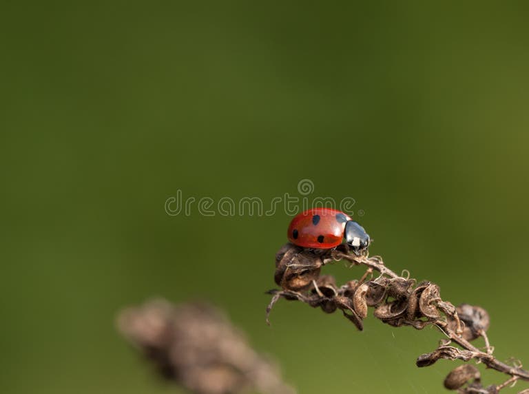 Ladybug on dry seeds stock photo. Image of macro, seeds - 76155180