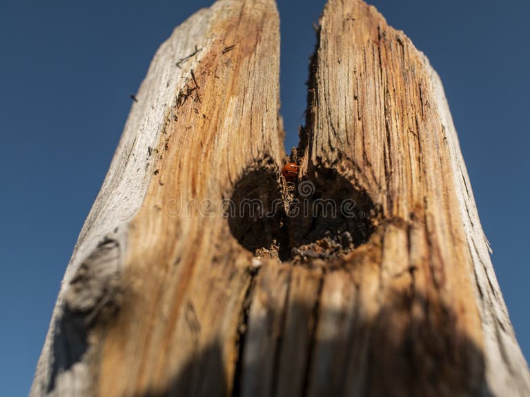 Ladybug in a Dry Wooden Tree Trunk Against the Blue Sky.wooden ...