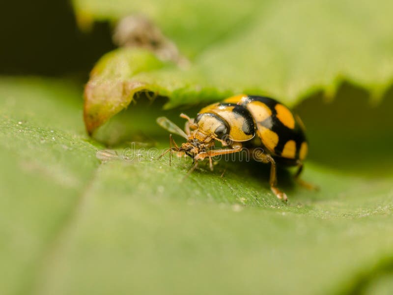 Ladybug eating aphid stock photo. Image of green, ladybug - 16898484