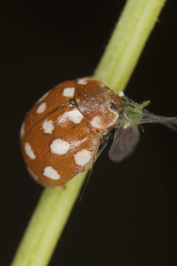 Ladybug eating aphid stock photo. Image of green, ladybug - 16898484