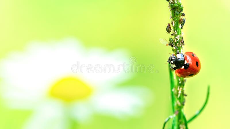 Ladybug Eating Aphids on a Daisy Stalk Macro Photography. Biological ...