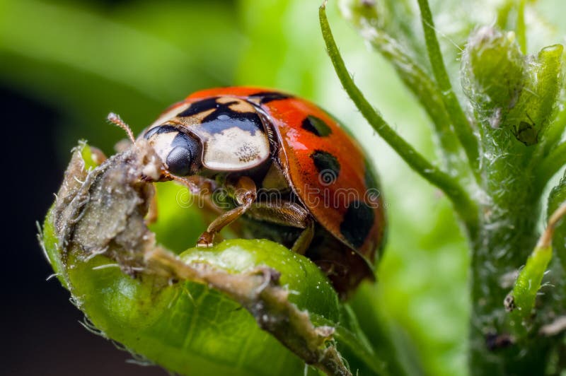 Ladybug Eating Stock Images - Download 697 Royalty Free Photos