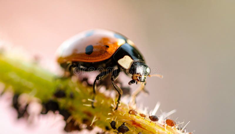 Ladybug Eating Aphids. Macro of Ladybug (Adalia Bipunctata) Eating ...