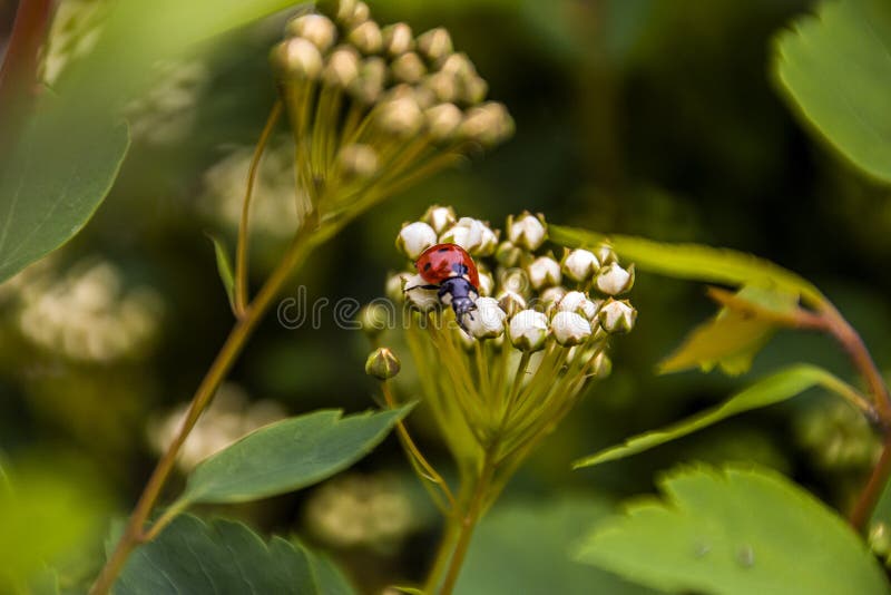 Ladybug eats nectar stock image. Image of honeybee, wildlife - 247550951