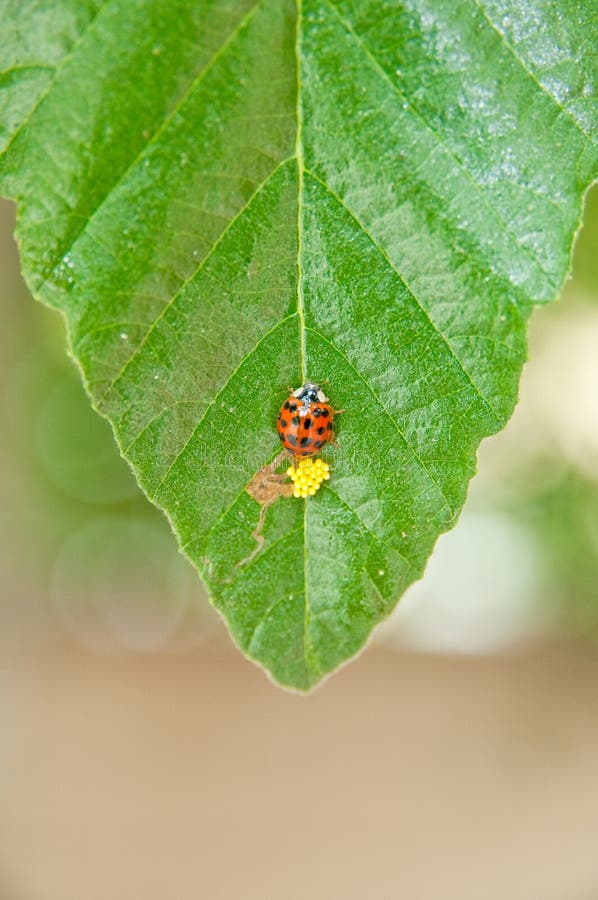 Ladybug eggs hatch stock image. Image of ladybug, berry - 182810957