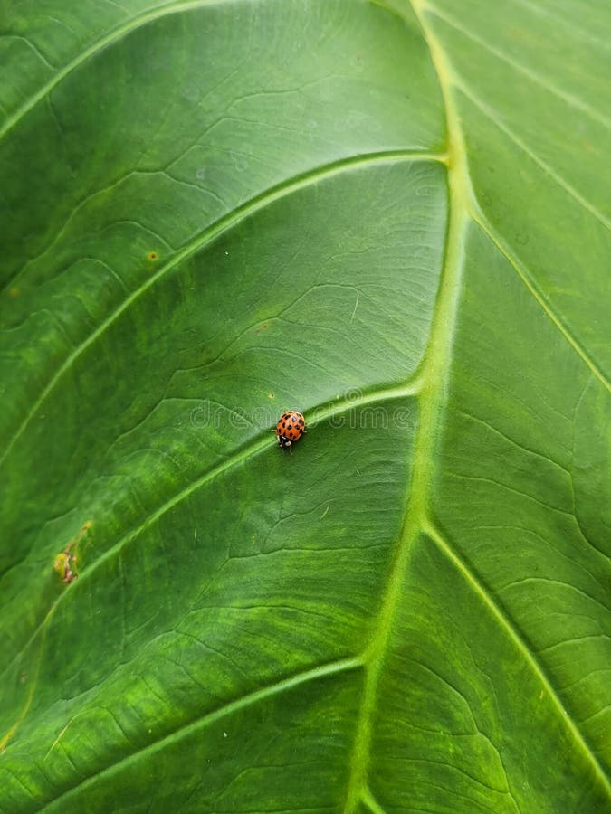 Ladybug, Elephant Ears, Orange Stock Photo - Image of nature, leaf ...