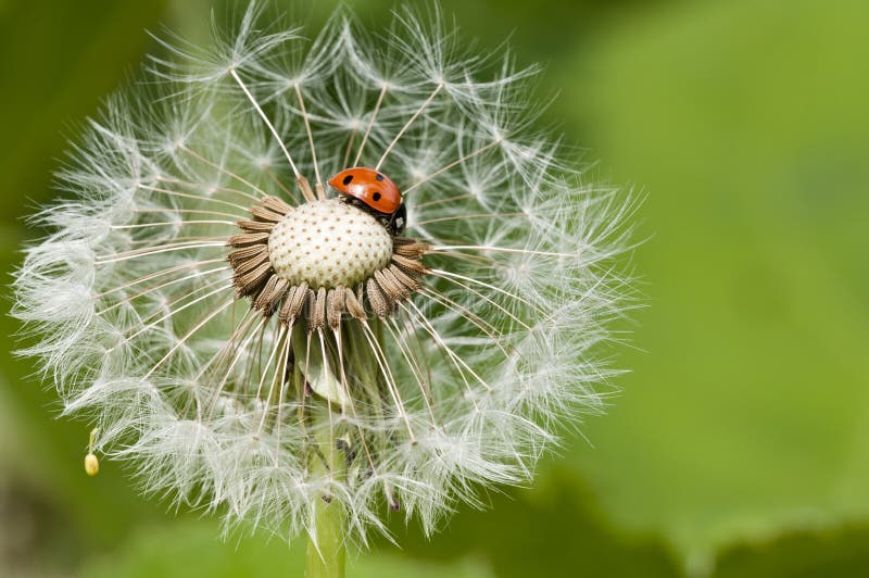 Ladybug En Un Diente De León Foto de archivo - Imagen de paracaidismo ...