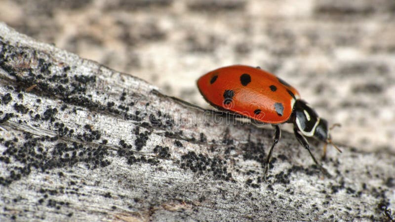 Ladybug En Un Pedazo De Madera Imagen de archivo - Imagen de bicho ...