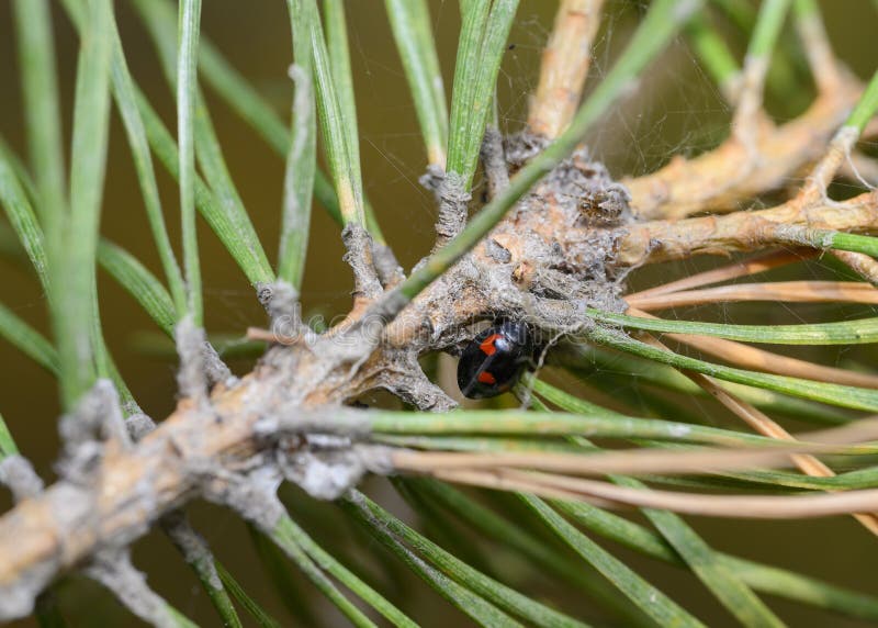 A Ladybug at the End of a Pine Branch Next To a Spider Web and a ...