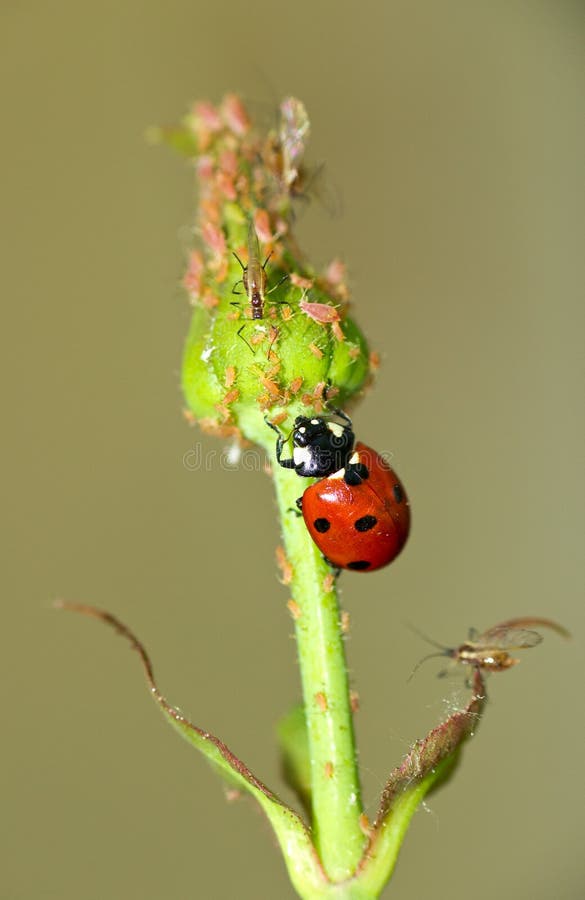 Ladybird attack aphids stock photo. Image of colony, aphididae - 24735922