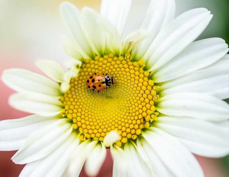 Ladybug Enjoying Summer Time Stock Photo - Image of flower, enjoying ...