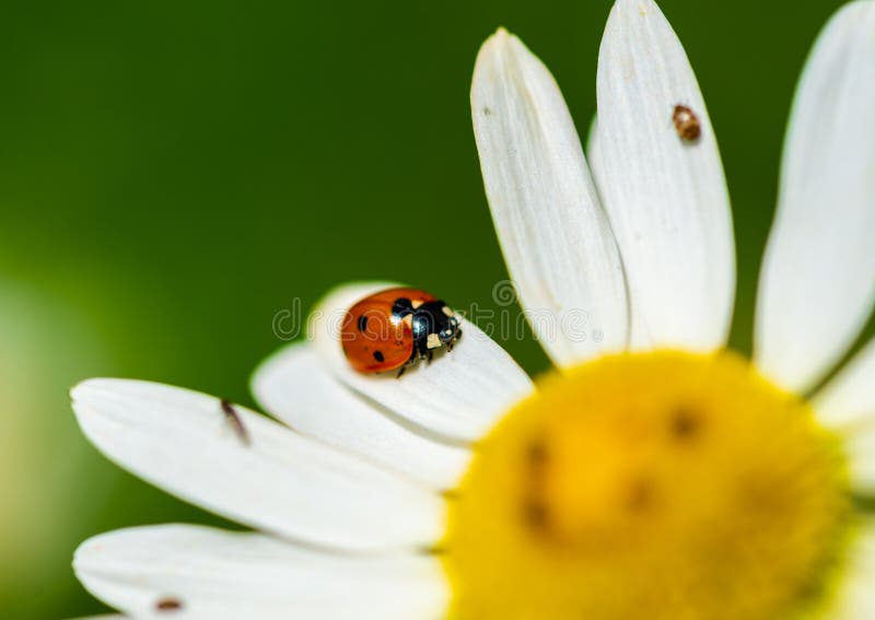 Ladybug Enjoying Summer Time Stock Image - Image of insect, bokeh ...