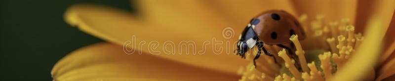 Ladybug Exploring the Texture of an Orange Flower Petal, Exploration ...