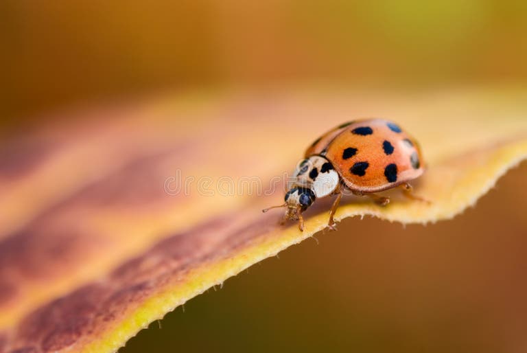 Collection of Animals, Insects And Wildlife Photos - Dreamstime ID:8985