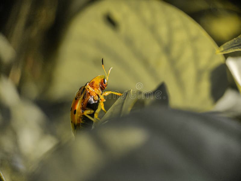 Ladybug Fall in Love with Another Ladybug Stock Photo - Image of colour ...