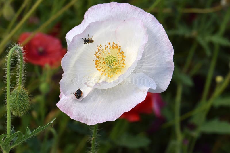 Ladybug Fallen on White Peace Poppy Stock Photo - Image of honeybee ...