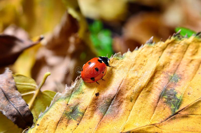 Ladybug on the Fallen Yellow Leaves in the Fall. Stock Photo - Image of ...