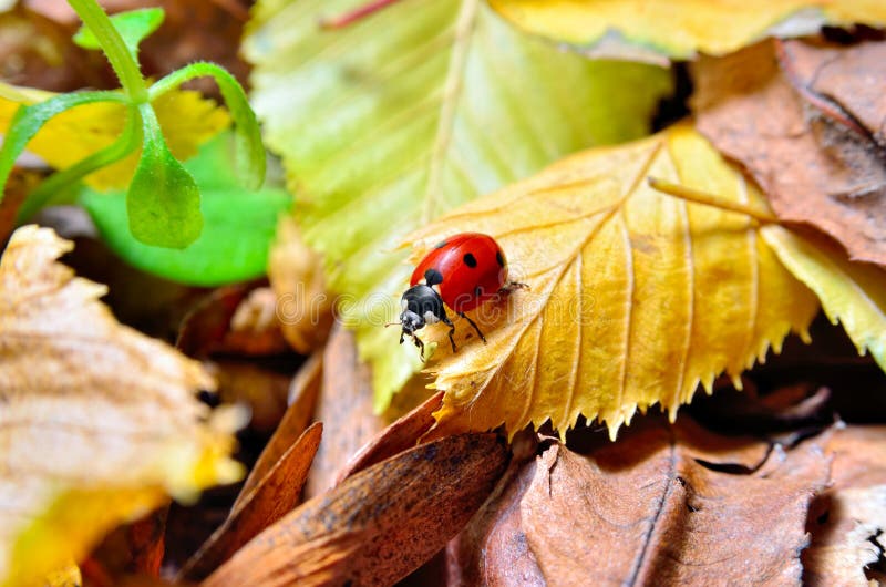Ladybug on the Fallen Yellow Leaves in the Fall. Stock Image - Image of ...