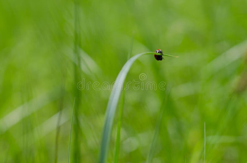 Ladybug stock image. Image of insect, nature, macro, plants - 50296489