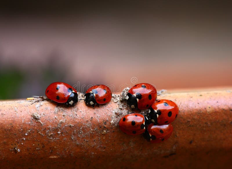 Ladybug family stock image. Image of macro, environmental - 5727085