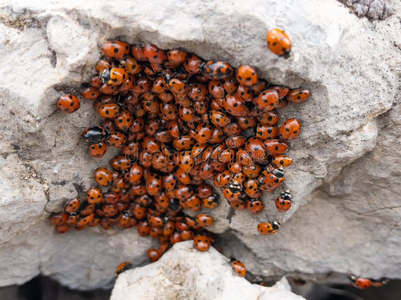Ladybug Family Living among Stones Stock Image - Image of mountains ...