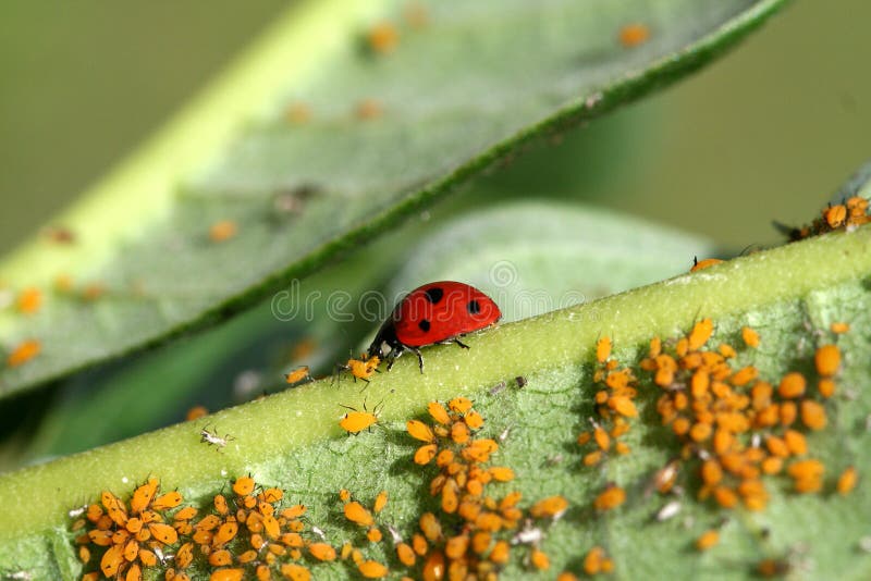 Ladybug Feast stock image. Image of color, cute, harmless - 1336917