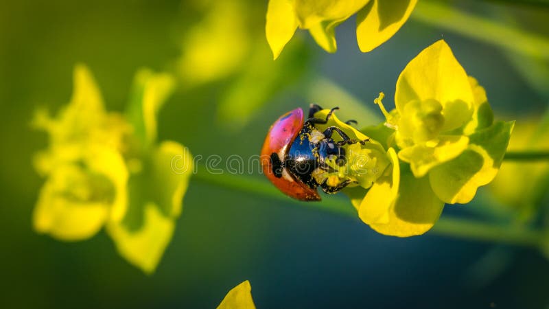 Ladybug feeding on pollen stock photo. Image of flower - 89750626