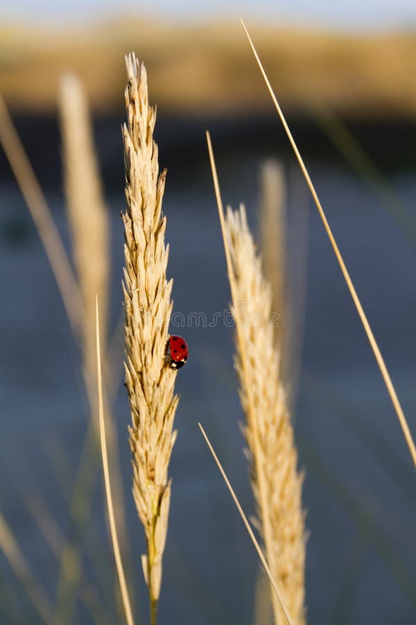 Ladybug in the field stock photo. Image of flora, grass - 54071868