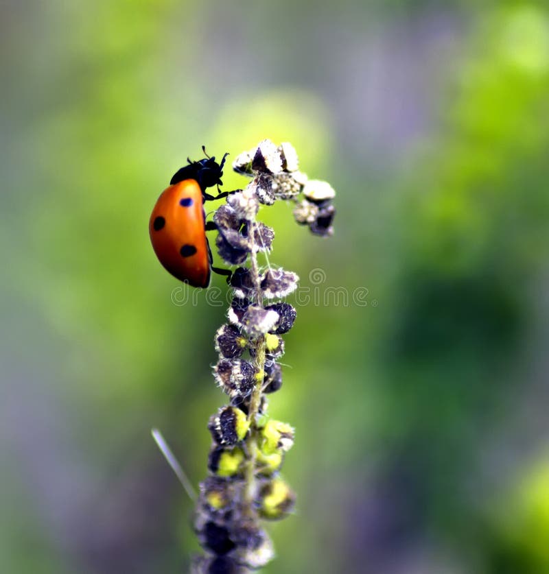 Ladybug on a field plant. stock image. Image of green - 126335551