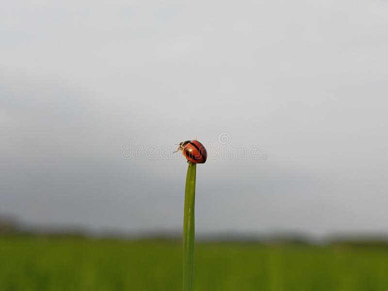 121 Beautiful Ladybug Rice Stock Photos - Free & Royalty-Free Stock ...