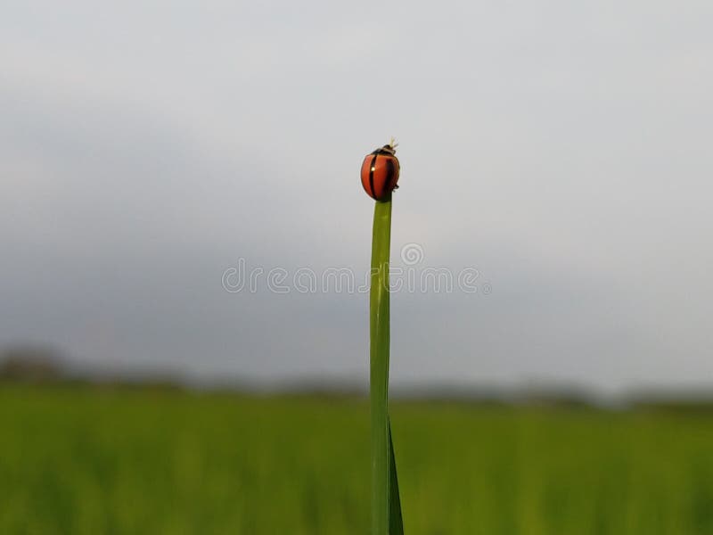Ladybug in Fields Rice Background Stock Image - Image of botanical ...