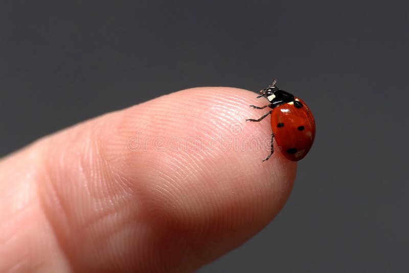 Ladybug on finger stock photo. Image of outdoors, spring - 166762