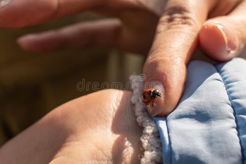 Ladybug on finger stock image. Image of grass, dots, close - 52743569