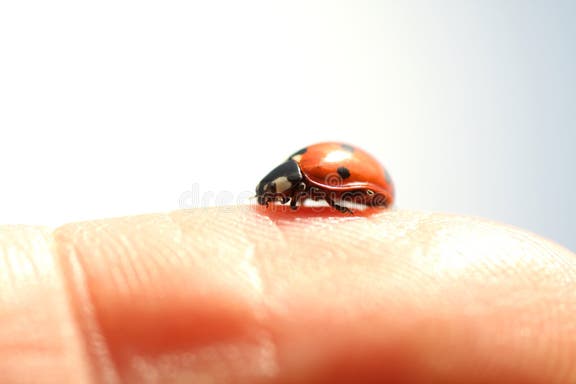 Ladybug on finger stock photo. Image of hand, autumn, small - 6563610