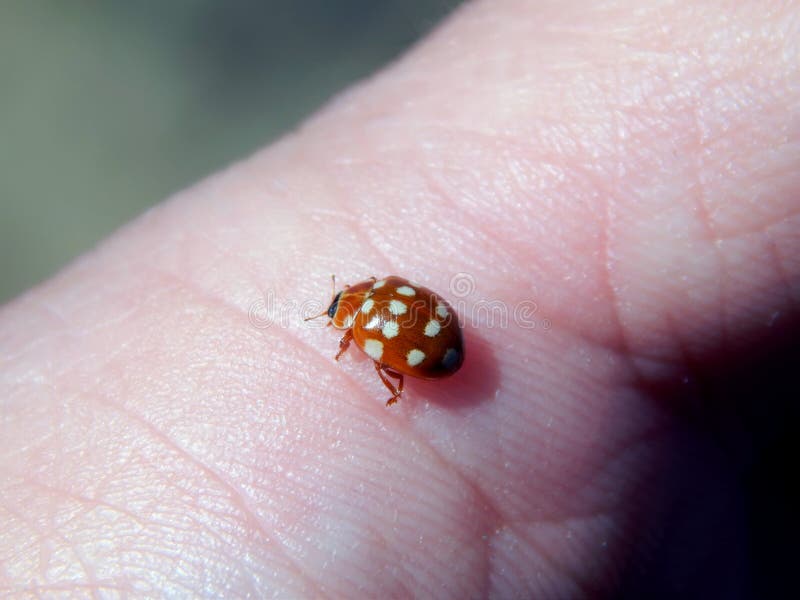 Ladybug on finger stock image. Image of biology, finger - 91560721