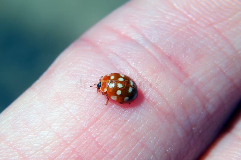 Ladybug on finger stock image. Image of friendship, ladybug - 91560819