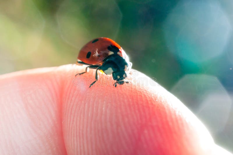 Ladybug on finger stock photo. Image of outdoors, spring - 166762