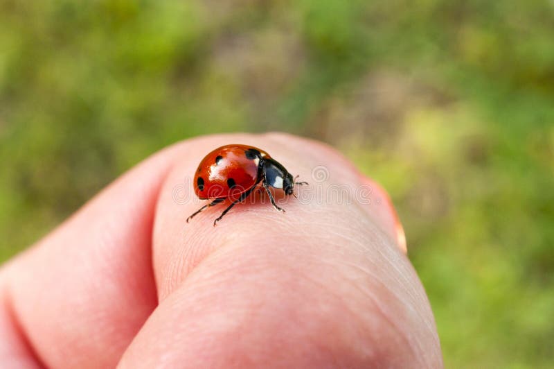 Ladybug on finger stock image. Image of grass, dots, close - 52743569