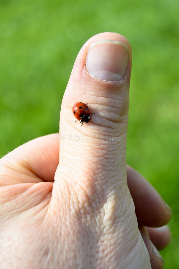 Ladybug on finger stock photo. Image of forest, botany - 89412764