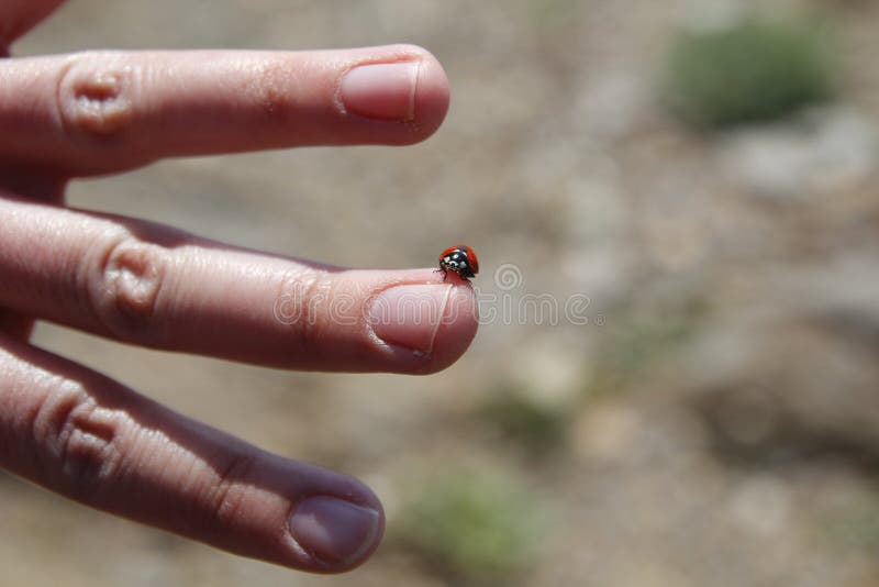 Ladybug open out wings stock image. Image of bird, ladybug - 25147707