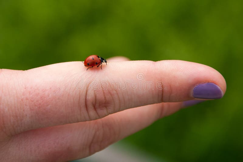 Ladybug on finger stock photo. Image of outdoors, spring - 166762