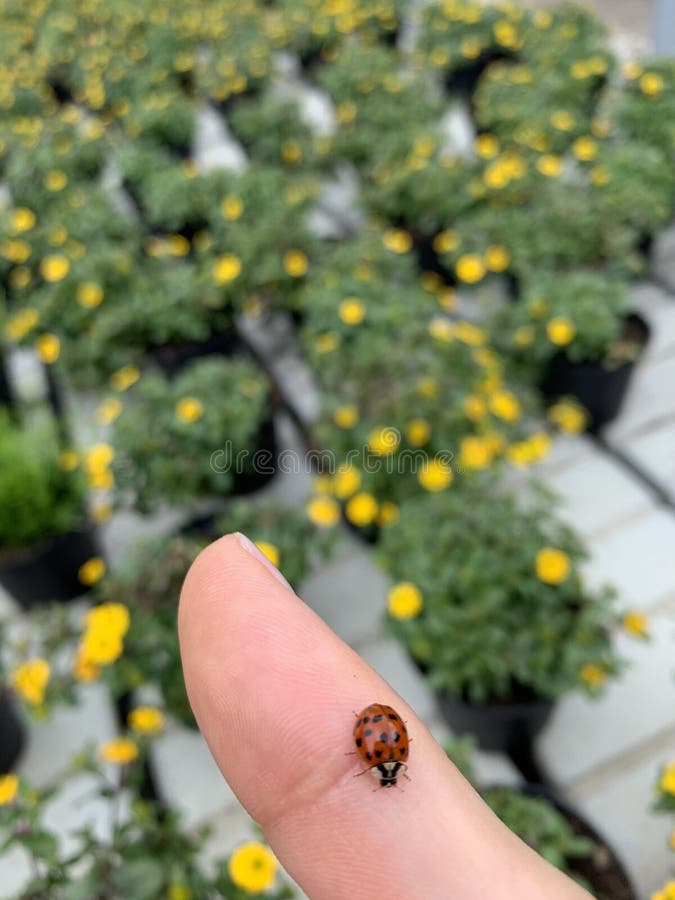 Ladybug on finger stock image. Image of grass, dots, close - 52743569