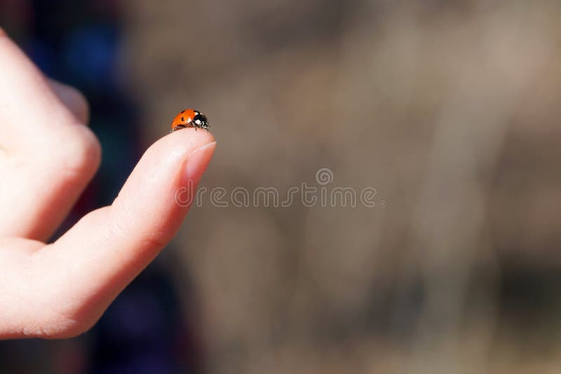 Ladybug on finger stock photo. Image of outdoors, spring - 166762