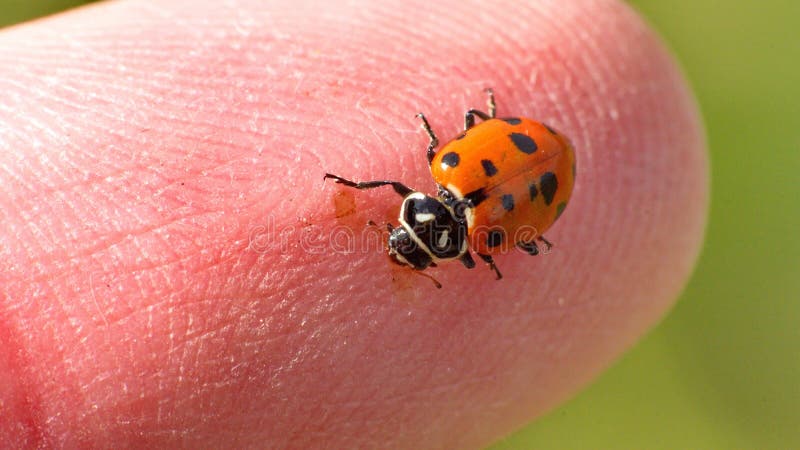 Ladybug on finger stock image. Image of grass, dots, close - 52743569