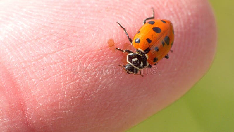 Ladybug on finger stock image. Image of grass, dots, close - 52743569