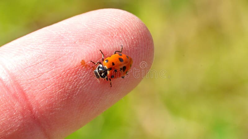 Ladybug on finger stock photo. Image of outdoors, spring - 166762