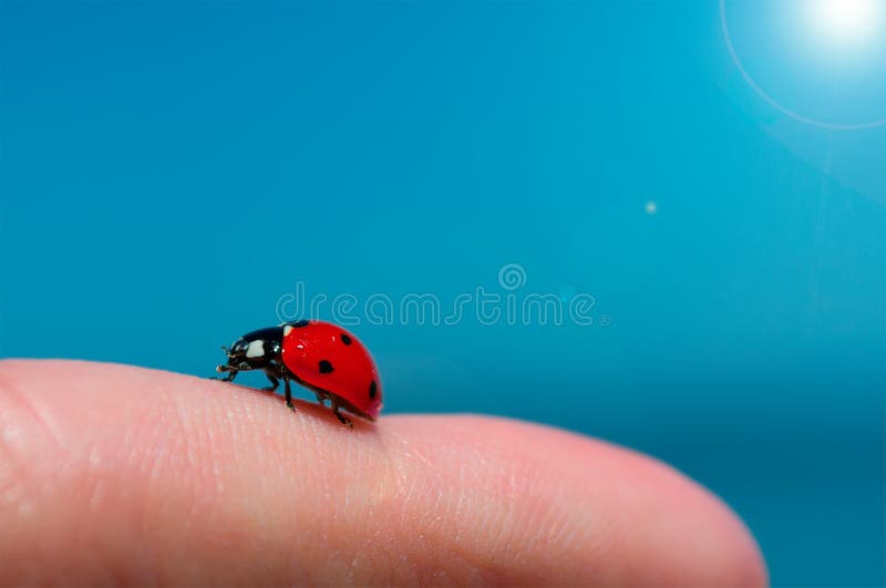 Ladybug on a finger stock image. Image of spotted, insect - 31750477