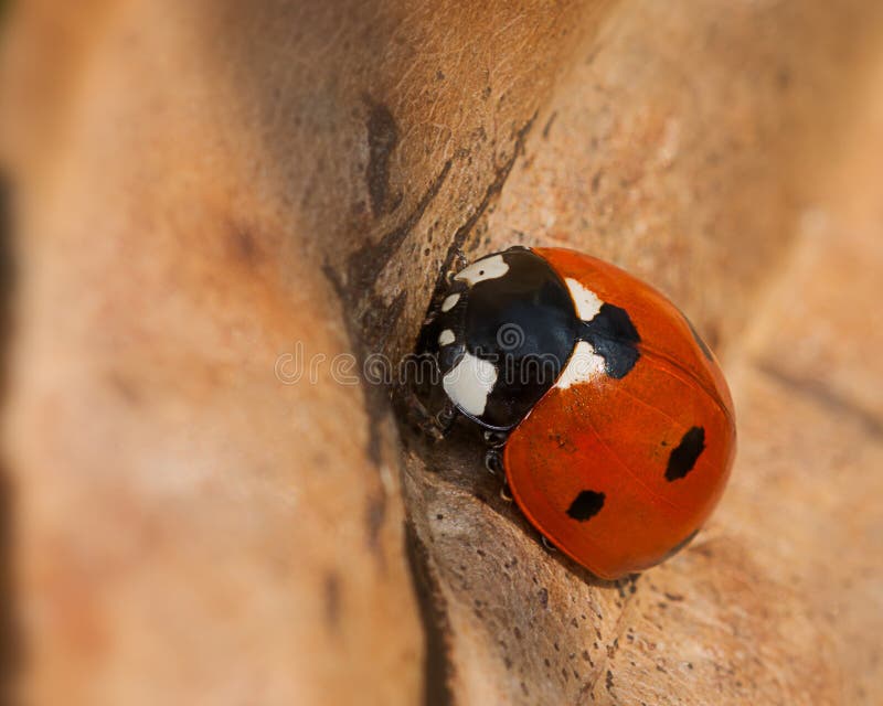 Ladybug stock image. Image of blur, spring, ladybugs - 79174039