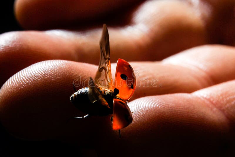 Ladybug Flies from the Fingers of a Young Child Stock Image - Image of ...